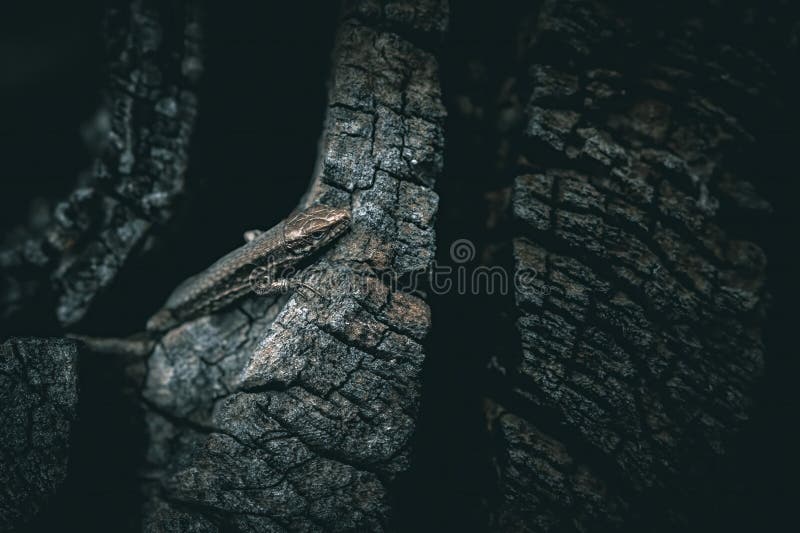 Small Lizard on an Old Tree Bark Stock Image - Image of freshness ...