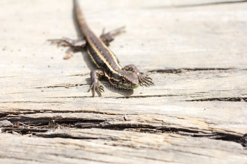 Small Lizard Outside, Resting in Piece of Wood. Stock Image - Image of ...