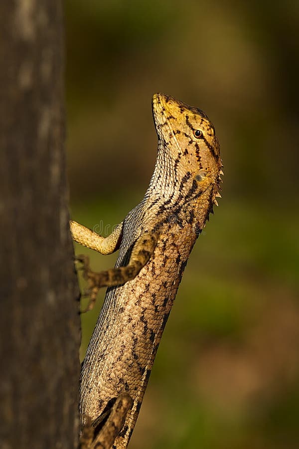 Small Lizard On A Palm Tree Stock Photo - Image of plant, background ...