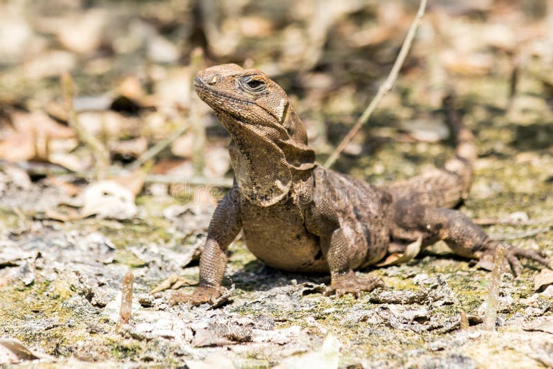 Small lizard stock photo. Image of contoy, lizard, nature - 45702846