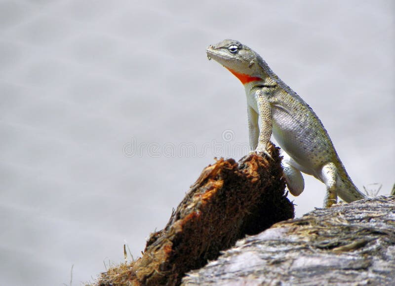 257 Neck Lizards Stock Photos - Free & Royalty-Free Stock Photos from ...