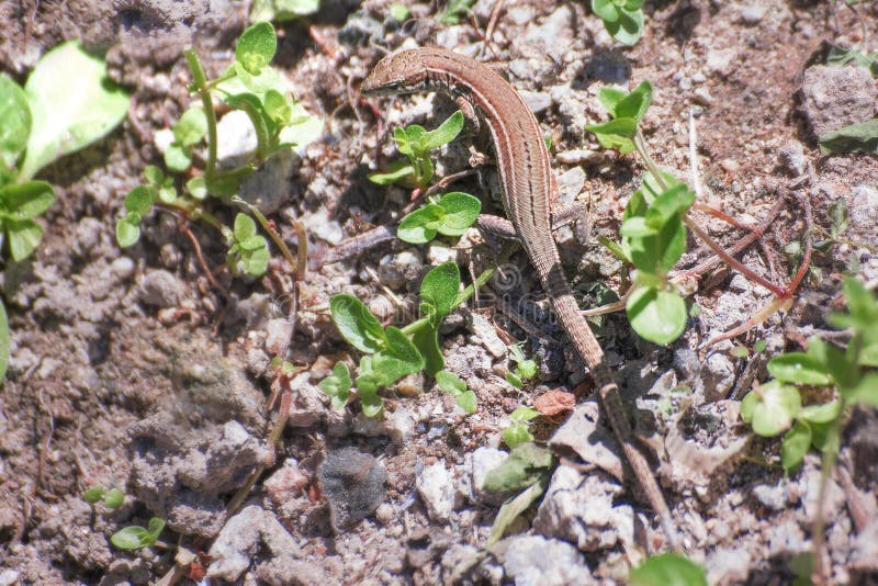 Small Lizard Reptile Hidden on the Fores Soil. Top View and Empty Copy ...