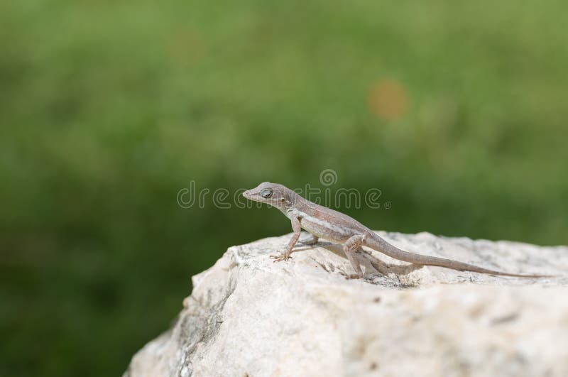 Small Lizard with Horizontal and Vertical Stripes Stock Image - Image ...
