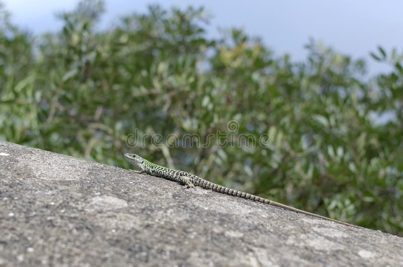 Small Lizard on Rock Detail Summer Photo Stock Image - Image of summer ...