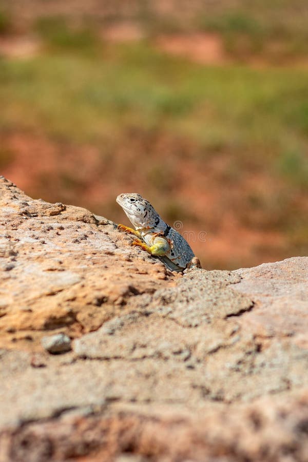Small Lizard Looking Over a Rock in a Field with Grass Stock Photo ...