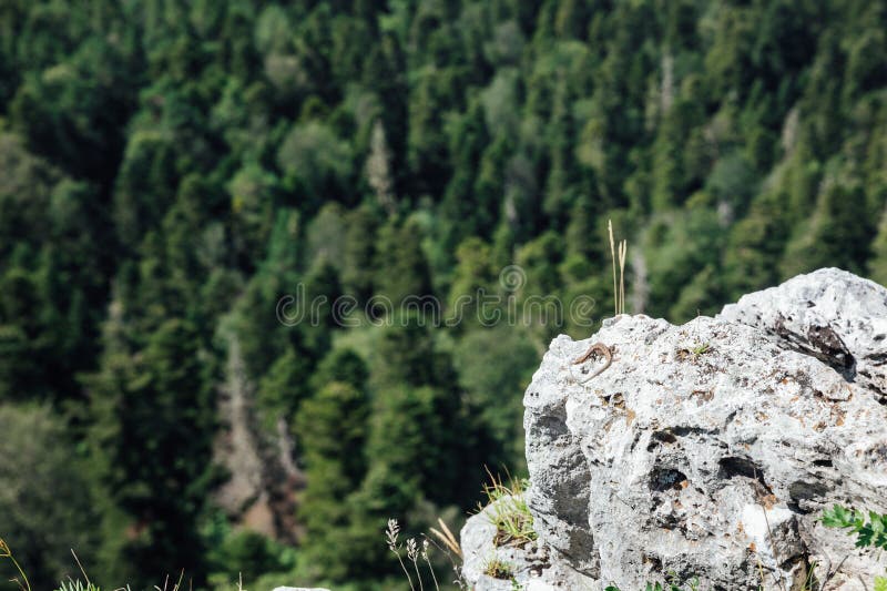 Small Lizard on the Rock of the Mountain Forest Nature Stock Image ...