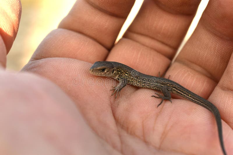 Lizard on a human hand. stock image. Image of horn, phrynosoma - 333829323