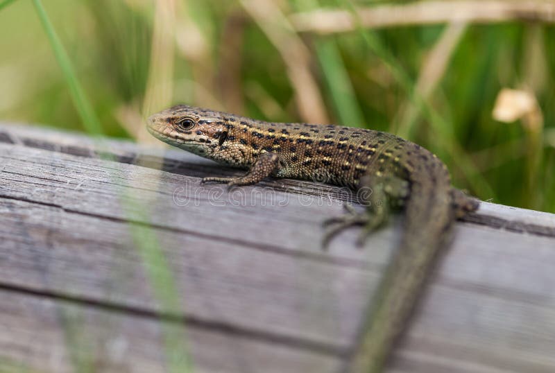 Small lizard stock image. Image of beauty, lizard, wildlife - 58167253