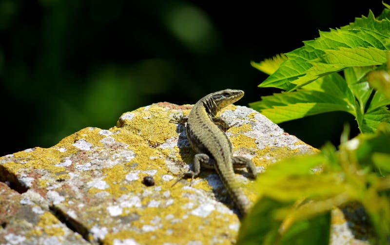 Small lizard stock image. Image of mossy, detail, lizard - 51480059