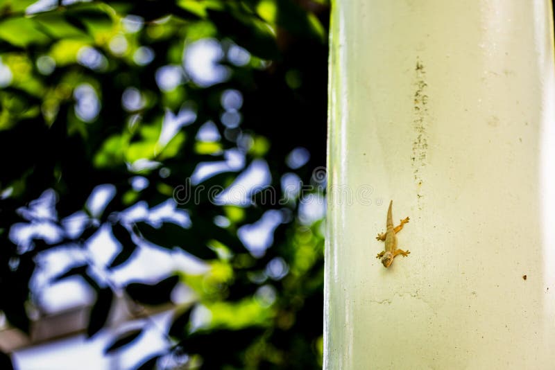 A Small Lizard is Sitting on a White Pole Stock Photo - Image of ...