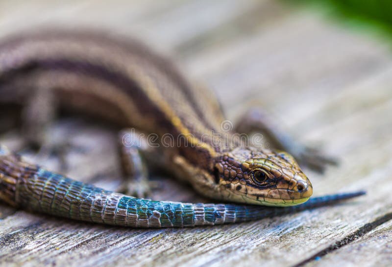 Small lizard stock image. Image of animal, looking, focus - 59078885