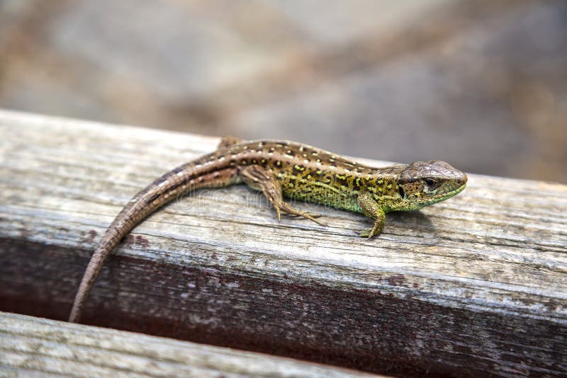 Small lizard stock photo. Image of view, scaly, summer - 190382686