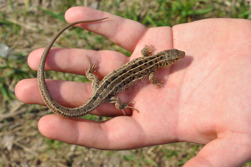 Small lizard stock image. Image of brown, reptile, creepy - 11068775