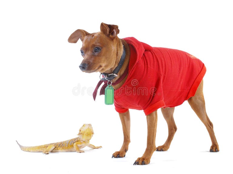 Small Lizard and Smiling Dog Stock Photo - Image of outfit, hoodie ...