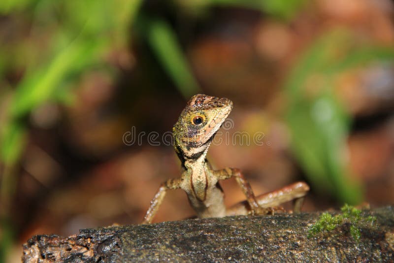 Small Lizard stock photo. Image of endangered, color - 87631050