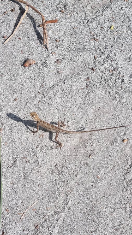 A Small Lizard Standing on Sandy Ground, Illuminated by Sunlight. the ...