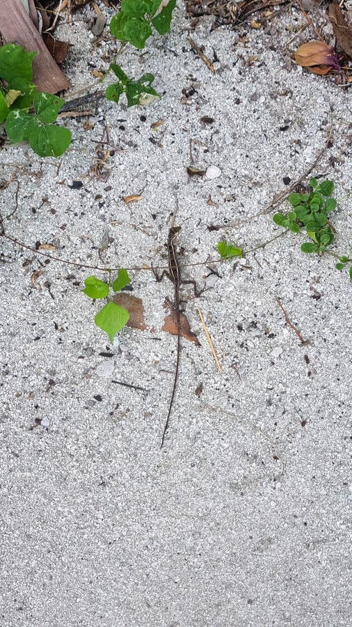 A Small Lizard Standing on Sandy Ground, Illuminated by Sunlight. the ...