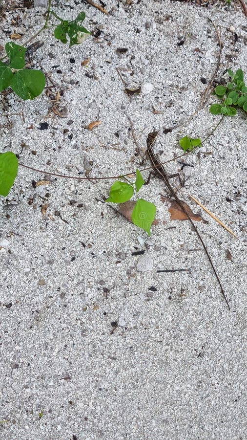 A Small Lizard Standing on Sandy Ground, Illuminated by Sunlight. the ...