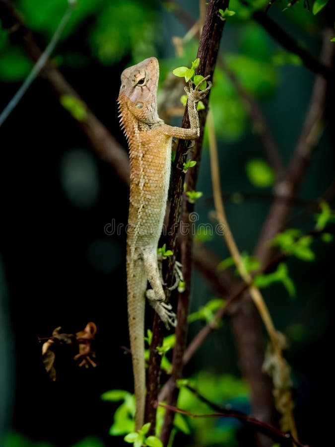Lizard is Staying on Tree in Nature Stock Photo - Image of lizards ...
