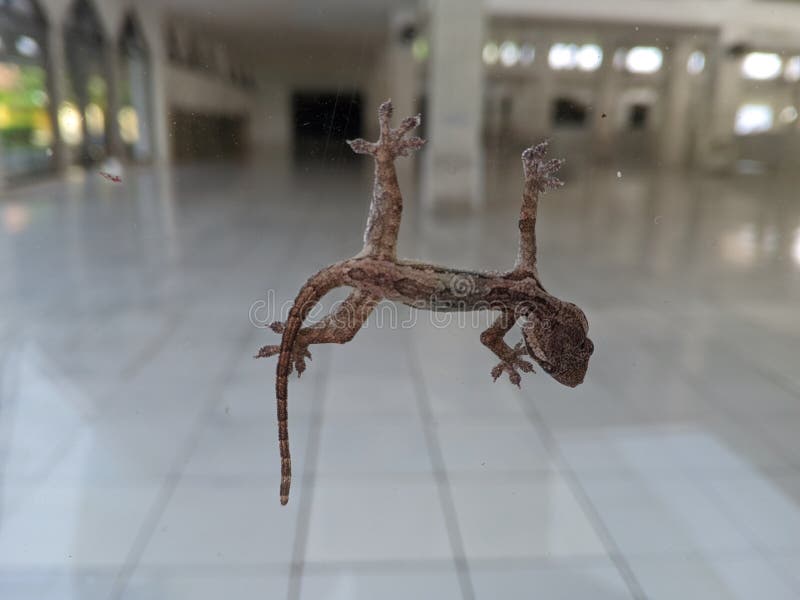 A Small Lizard Sticks To the Glass Wall 1 Stock Image - Image of animal ...