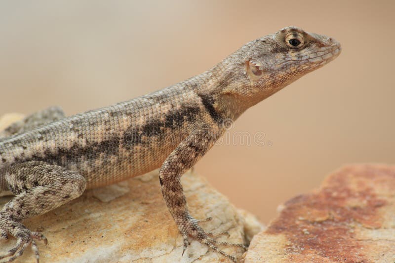 Small lizard without tail stock photo. Image of nature - 92315540