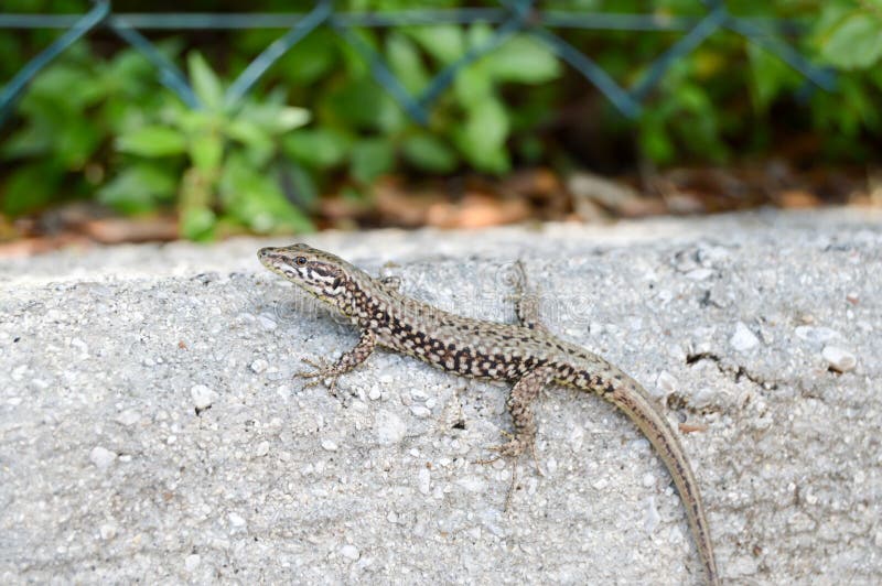 Small Lizard that Takes the Sun on a Low Wall in the City Stock Photo ...