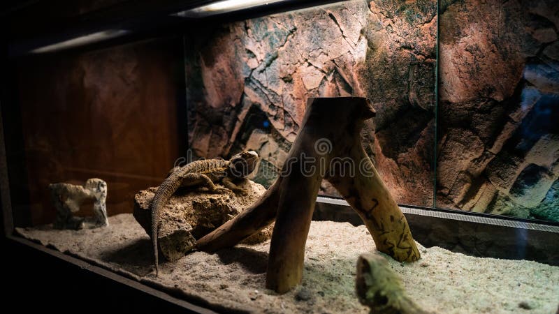 Small Lizard in a Terrarium on a Blurry Background Stock Image - Image ...