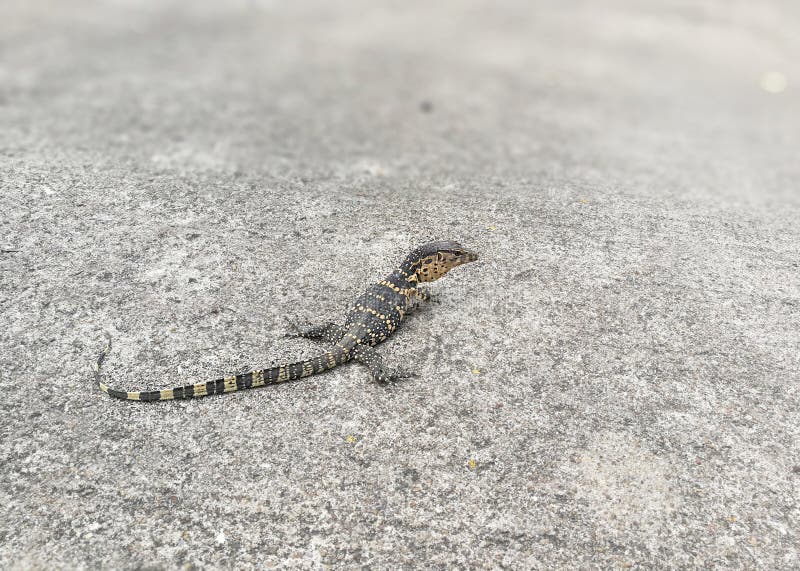 Small lizard on Thailand stock photo. Image of black - 92861562