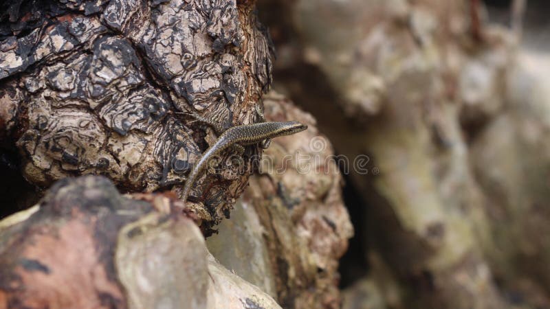 Small lizard on the tree stock photo. Image of reptile - 211535092