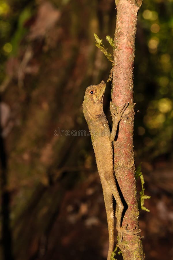 Small lizard in a tree stock photo. Image of malaysia - 42195666