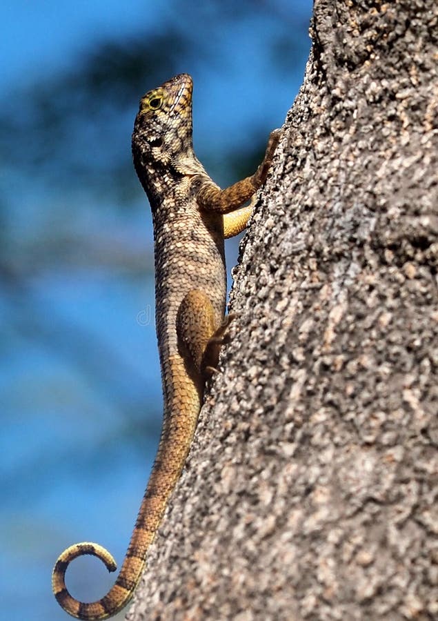 Small Lizard on Tree stock photo. Image of mottled, lizard - 103264258