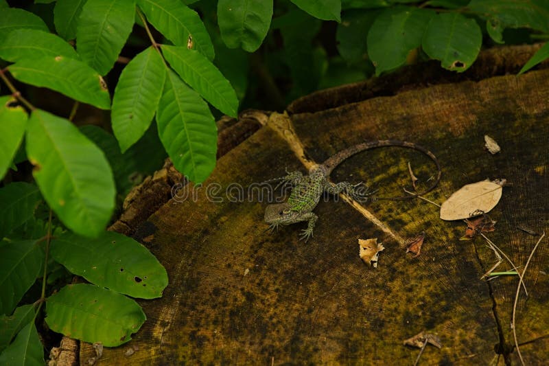 Small Lizard in a Rainforest in Costa Rica Stock Photo - Image of ...