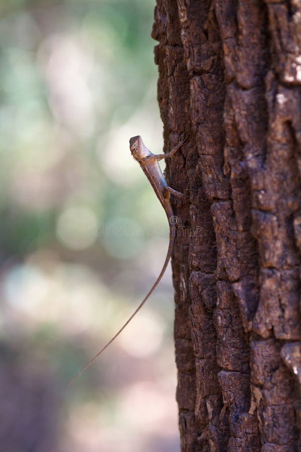 Small lizard on tree trunk stock image. Image of wilderness - 79295719