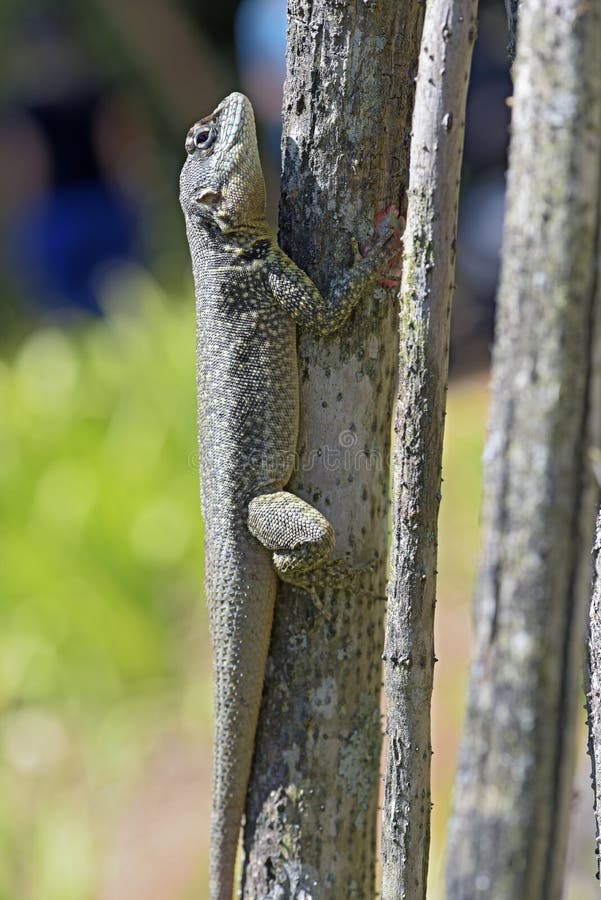 Small Lizard Tropidurus Oreadicus Stock Image - Image of calango ...