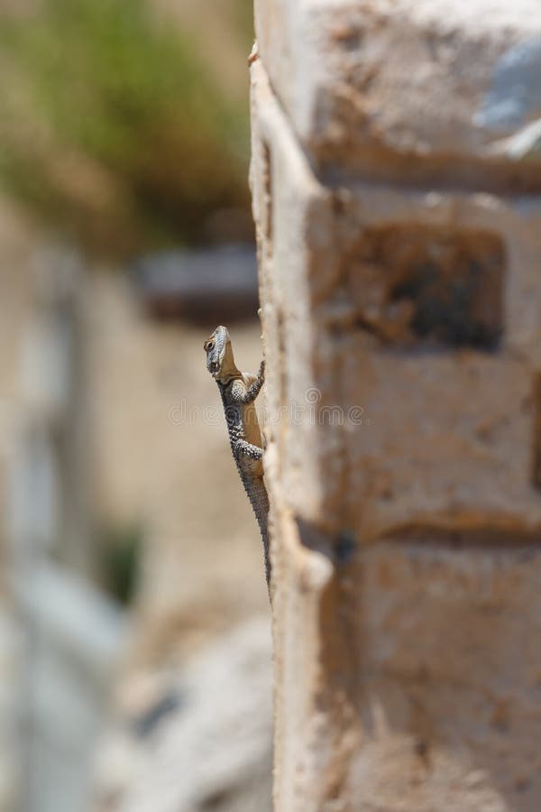 A Small Lizard on a Vertical Surface Stock Photo - Image of animals ...