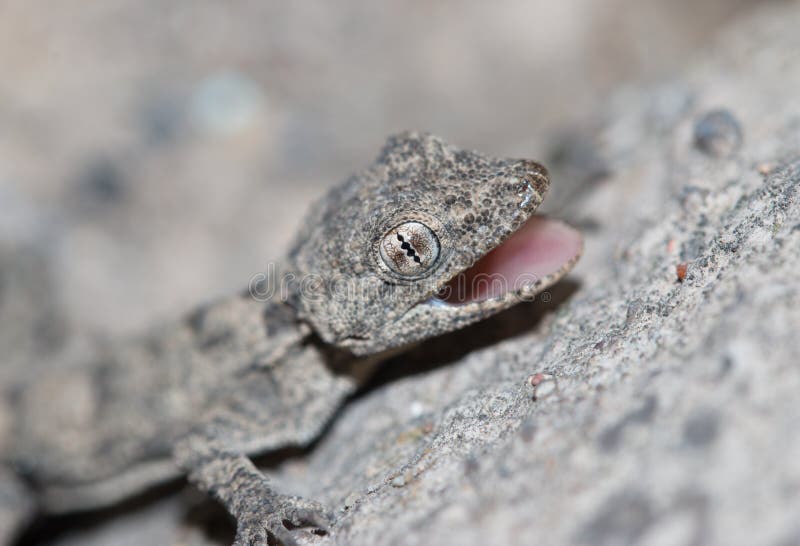 Small lizard on the wall stock image. Image of environment - 175362785