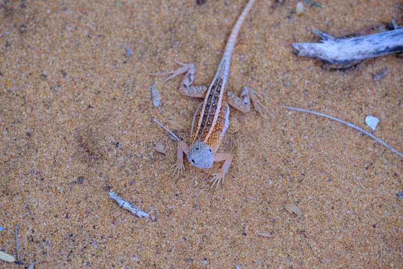 Small Lizard with White Eyes Sitting on the Ground and Looking Peaceful ...