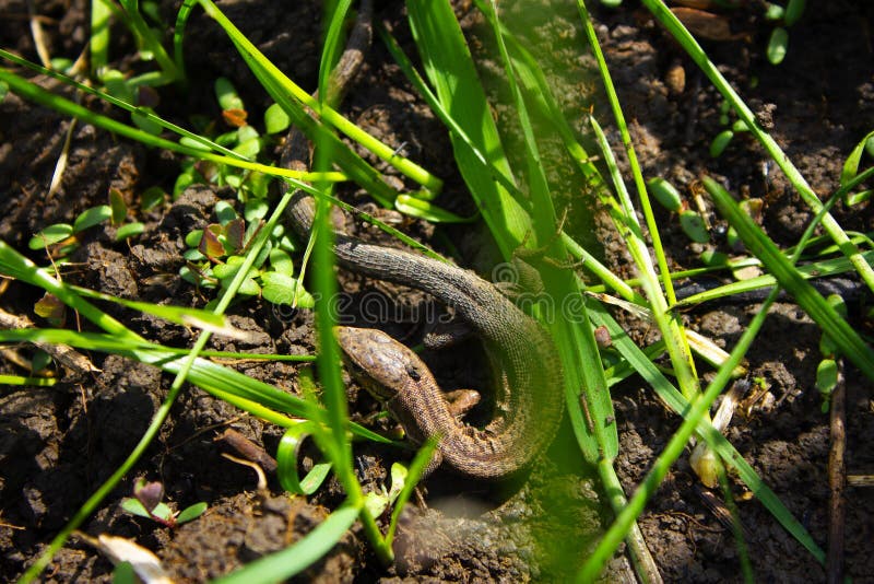 A Small Lizard in the Wild. Stock Image - Image of skin, crawling ...