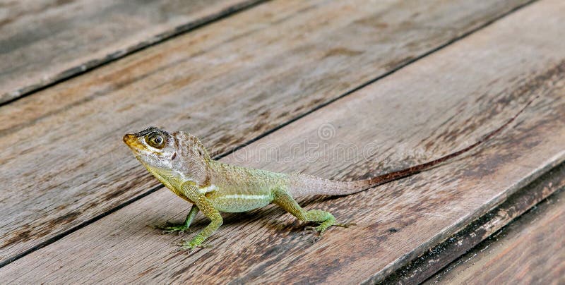 Small lizard stock photo. Image of nature, closeup, portrait - 97228770