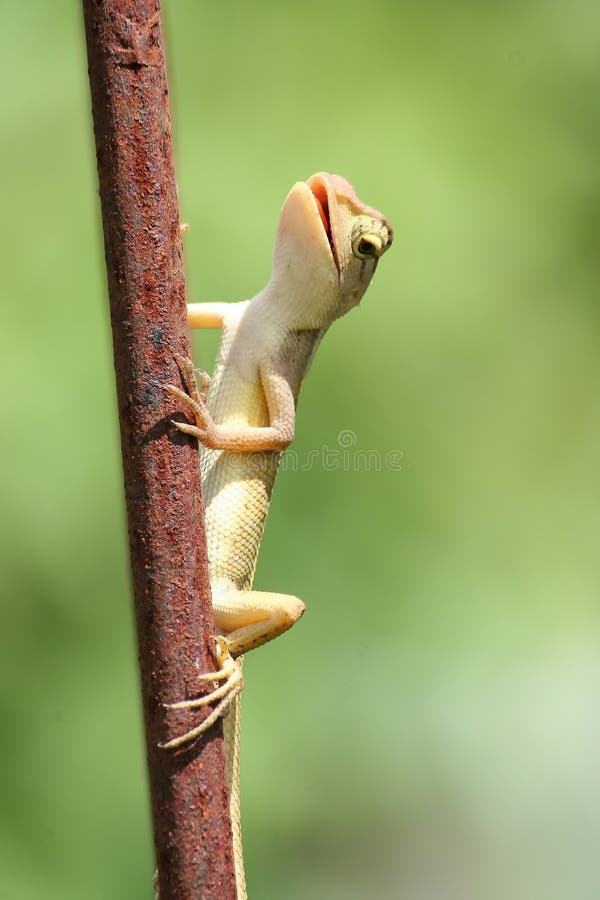 Small lizards stock image. Image of nature, lizard, animal - 14994029