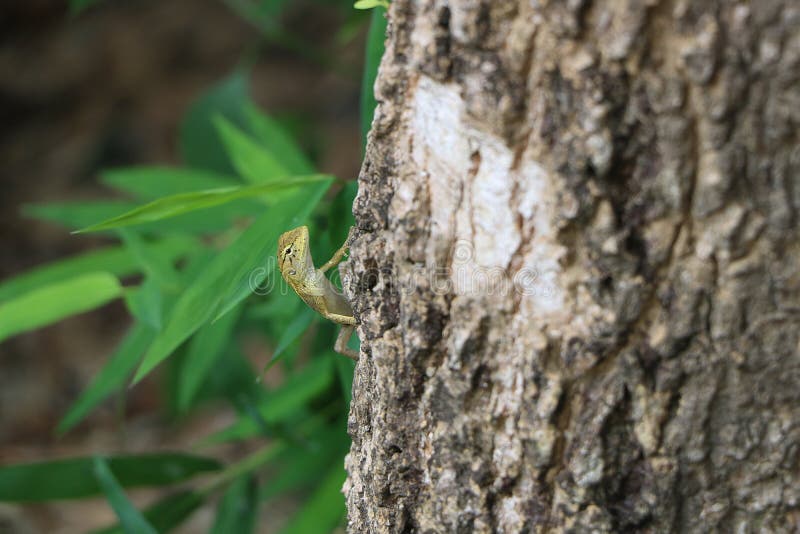 Small Lizards Perched on Trees Stock Image - Image of background ...