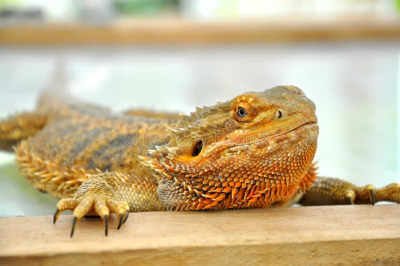 Small lizards stock photo. Image of blooded, bright, macro - 30054268