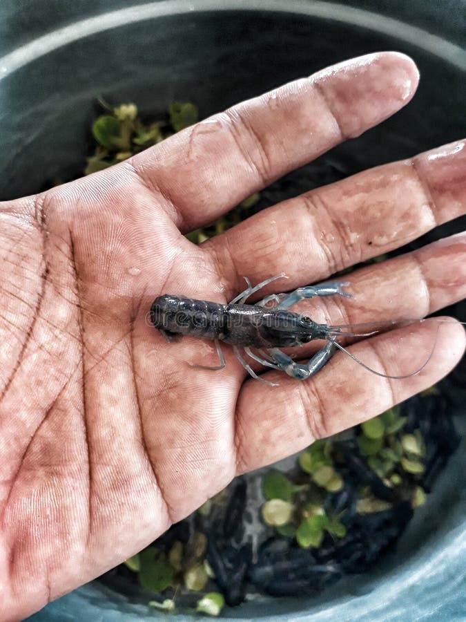 Small lobsters stock photo. Image of lobster, small - 291209376