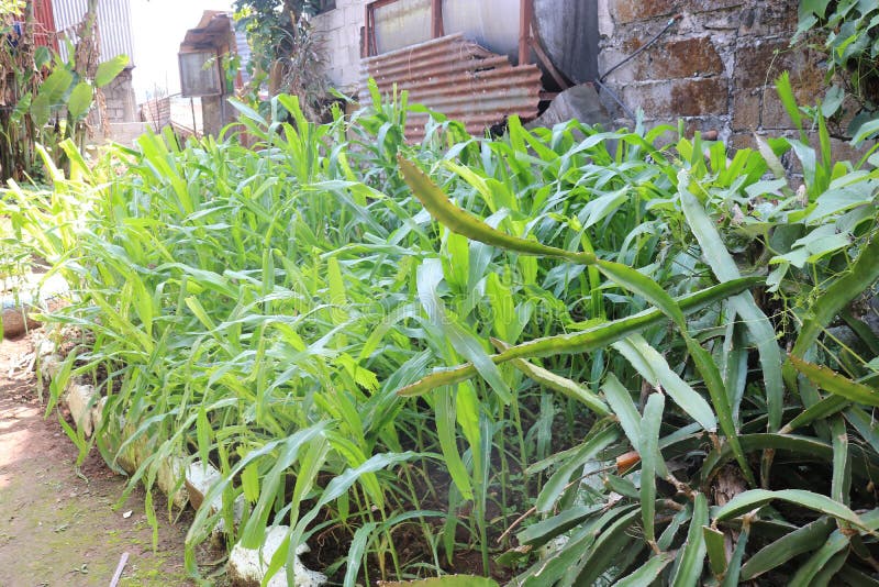 Small, Local Vegetable Garden Stock Photo - Image of plant, shrub ...
