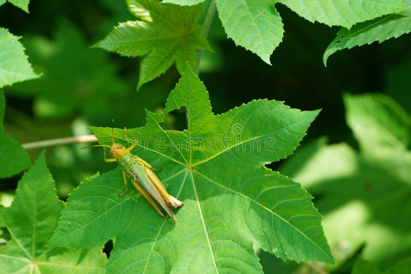 A Small Locust on Green Leaves in the Fields Stock Image - Image of ...