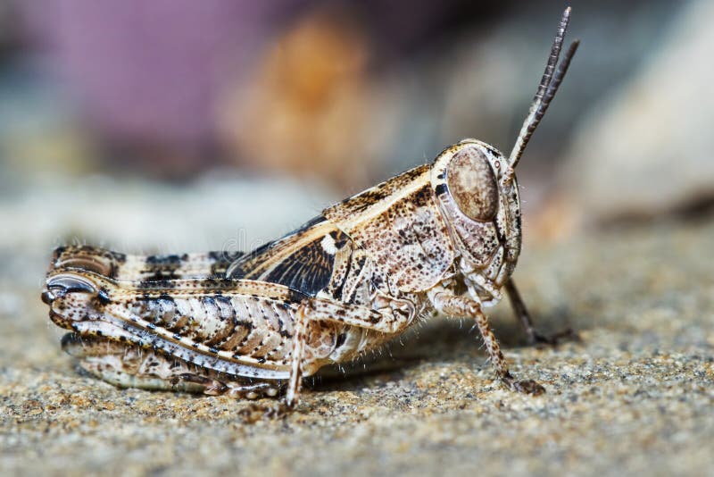 Small Locust stock image. Image of crops, gregarious - 30001771