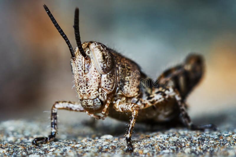 Small locust larvae stock image. Image of legs, pest - 56326319