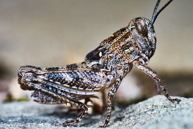 Small Locust Sits on Blade of Grass Stock Photo - Image of locust ...
