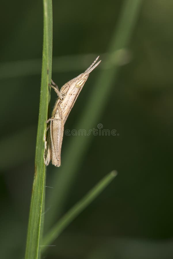 Small Locust stock image. Image of crops, gregarious - 30001771