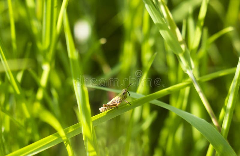 Small Locust Sits on Blade of Grass Stock Photo - Image of locust ...
